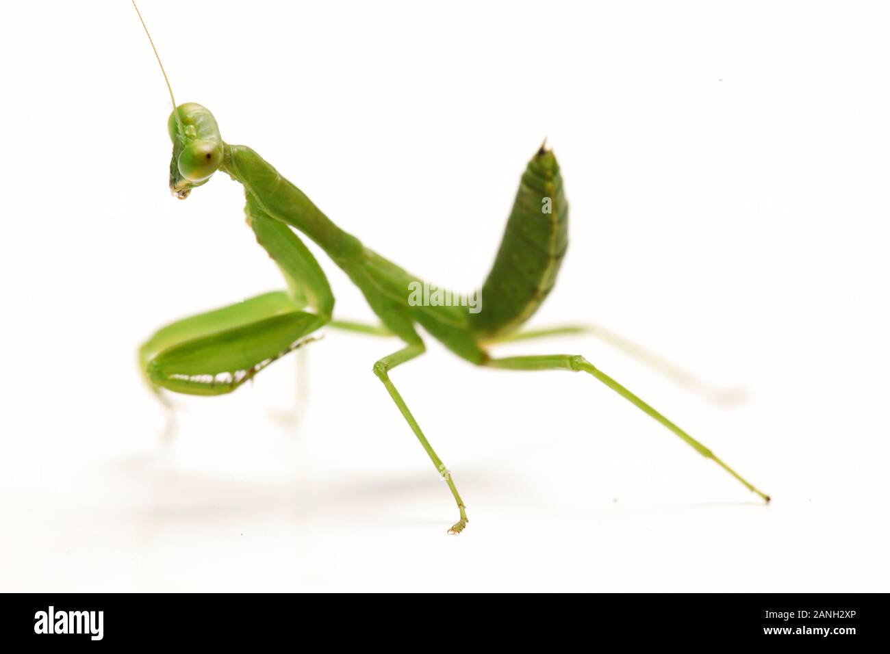 Giant Asian Green Praying Mantis (Hierodula membranacea) isolated on ...