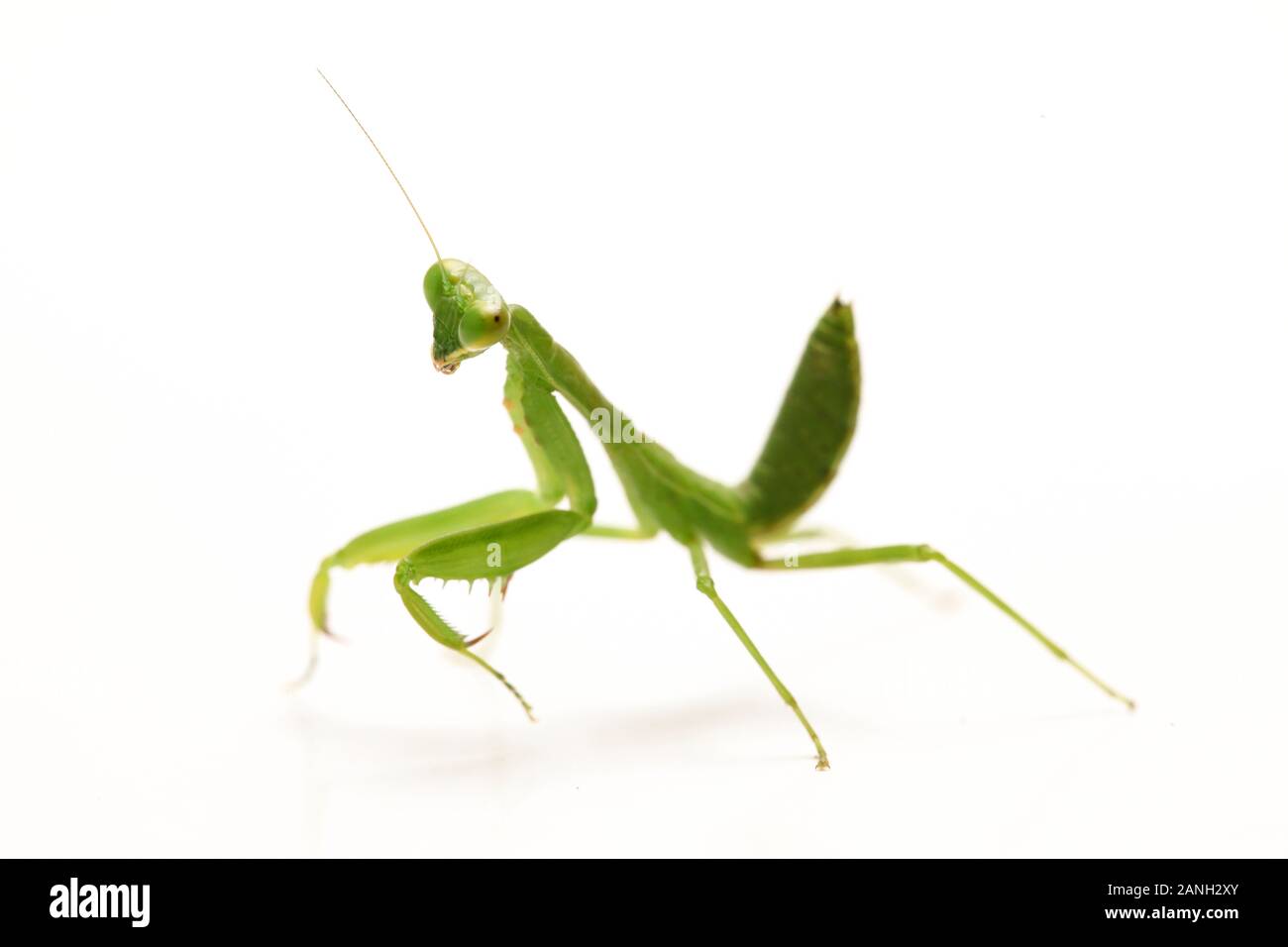 Giant Asian Green Praying Mantis (Hierodula membranacea) isolated on ...