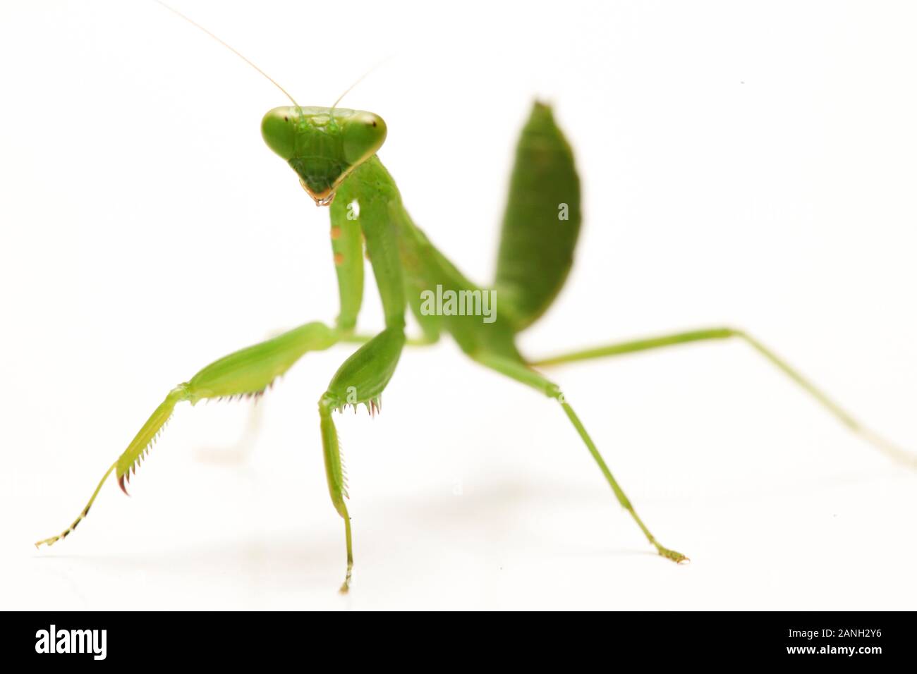 Giant Asian Green Praying Mantis (Hierodula membranacea) isolated on ...