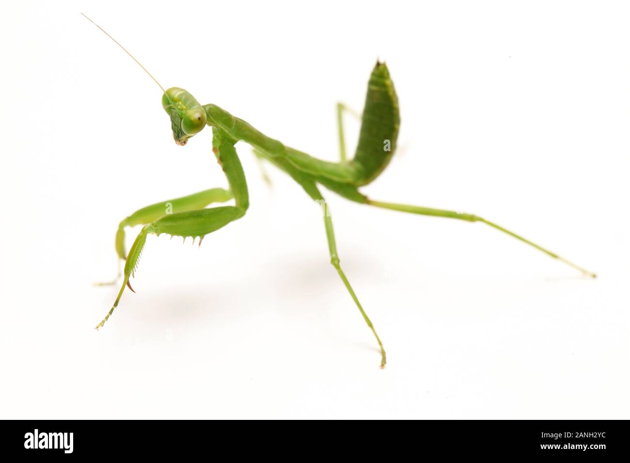 Giant Asian Green Praying Mantis (Hierodula membranacea) isolated on ...