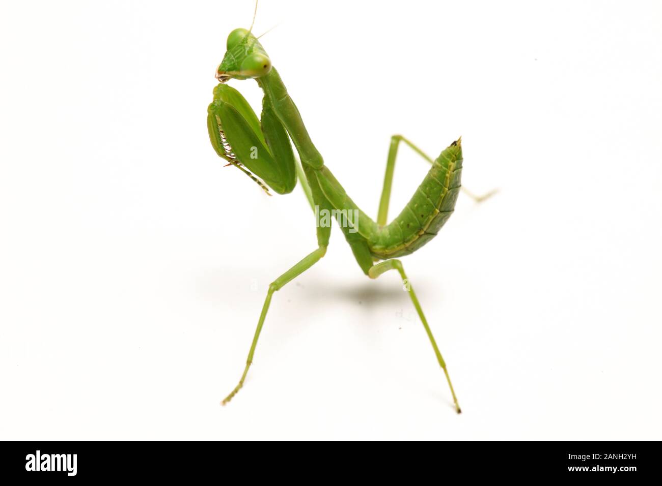 Giant Asian Green Praying Mantis (Hierodula membranacea) isolated on ...
