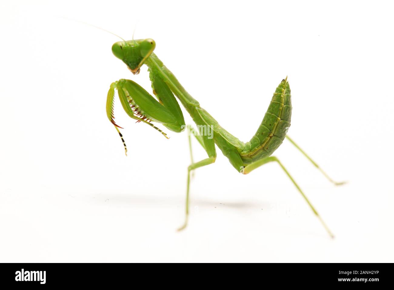 Giant Asian Green Praying Mantis (Hierodula membranacea) isolated on ...
