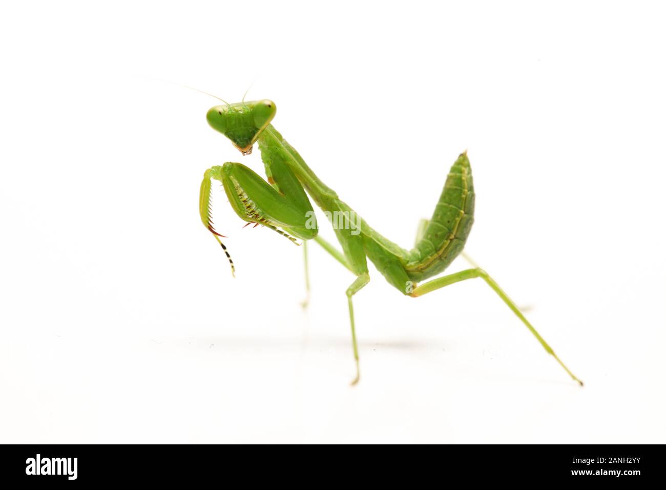 Giant Asian Green Praying Mantis (Hierodula membranacea) isolated on ...