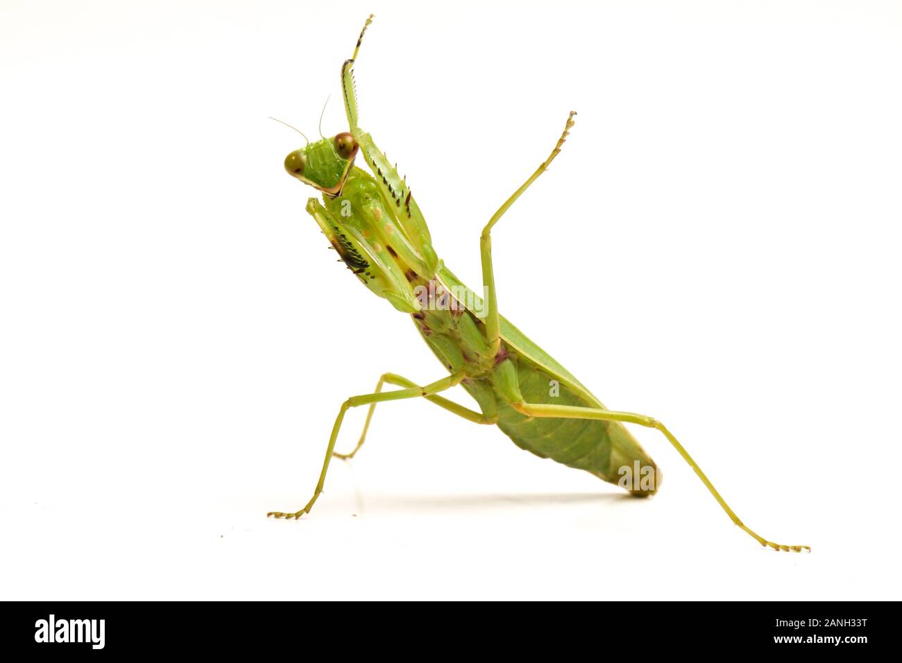 Giant Asian Green Praying Mantis (Hierodula membranacea) isolated on ...
