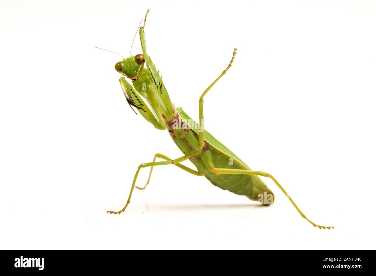 Giant Asian Green Praying Mantis (Hierodula membranacea) isolated on ...