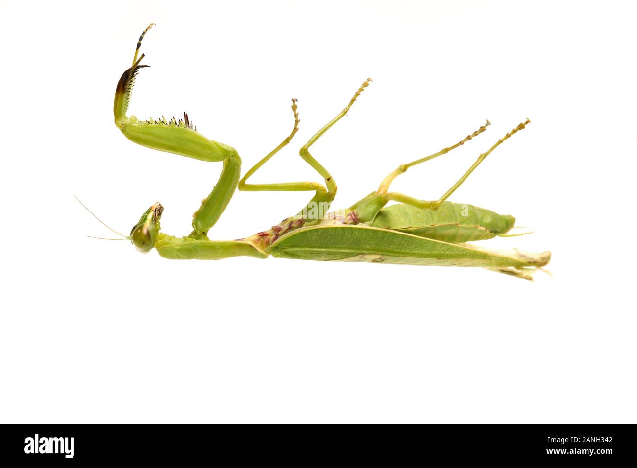 Giant Asian Green Praying Mantis (Hierodula membranacea) isolated on ...