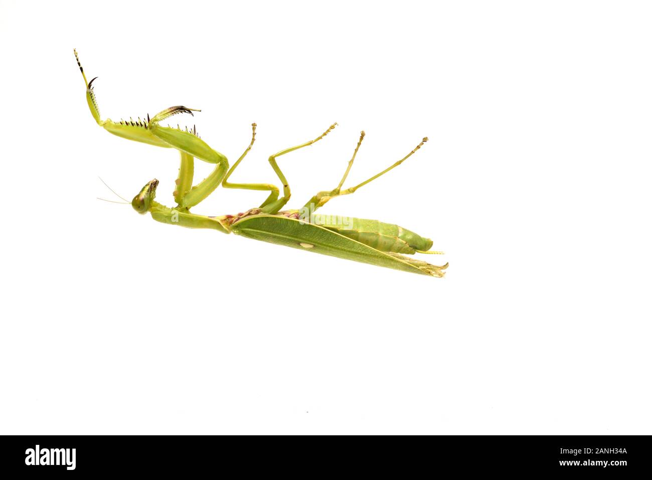 Giant Asian Green Praying Mantis (Hierodula membranacea) isolated on ...