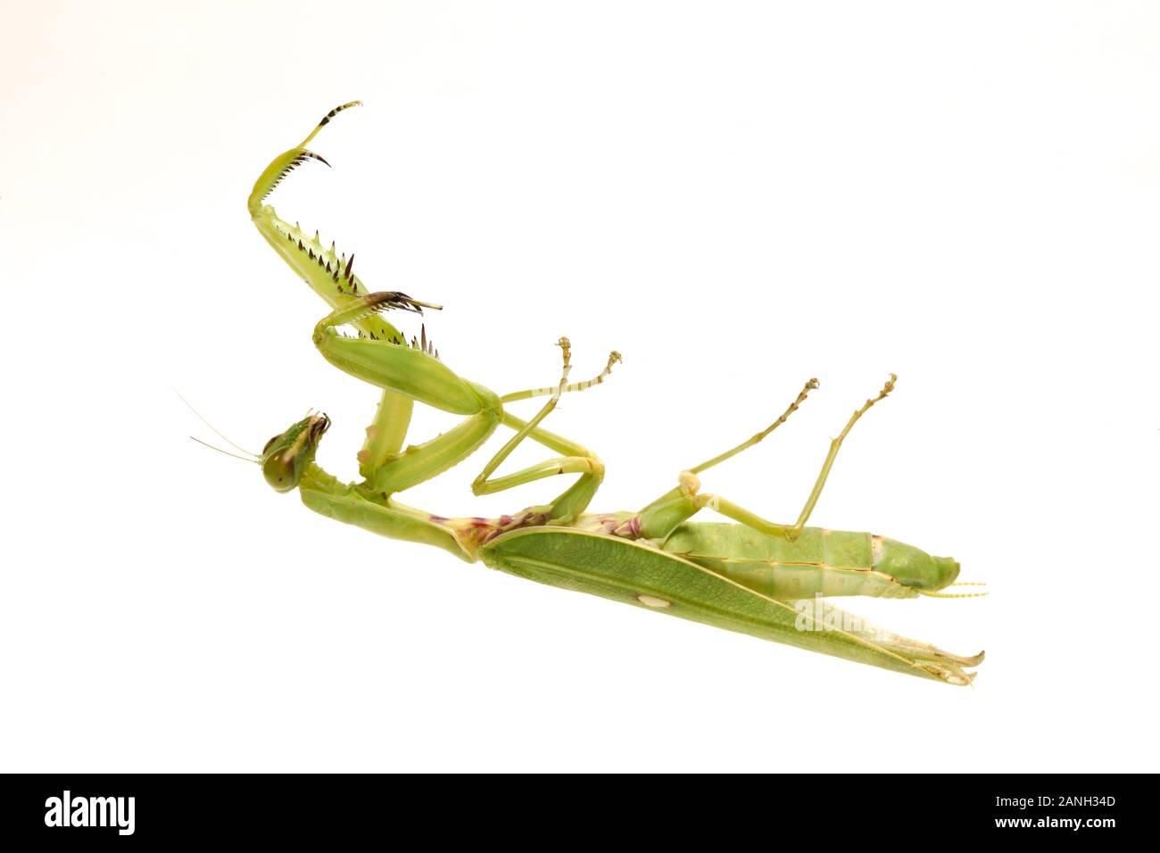 Giant Asian Green Praying Mantis (Hierodula membranacea) isolated on white background Stock ...