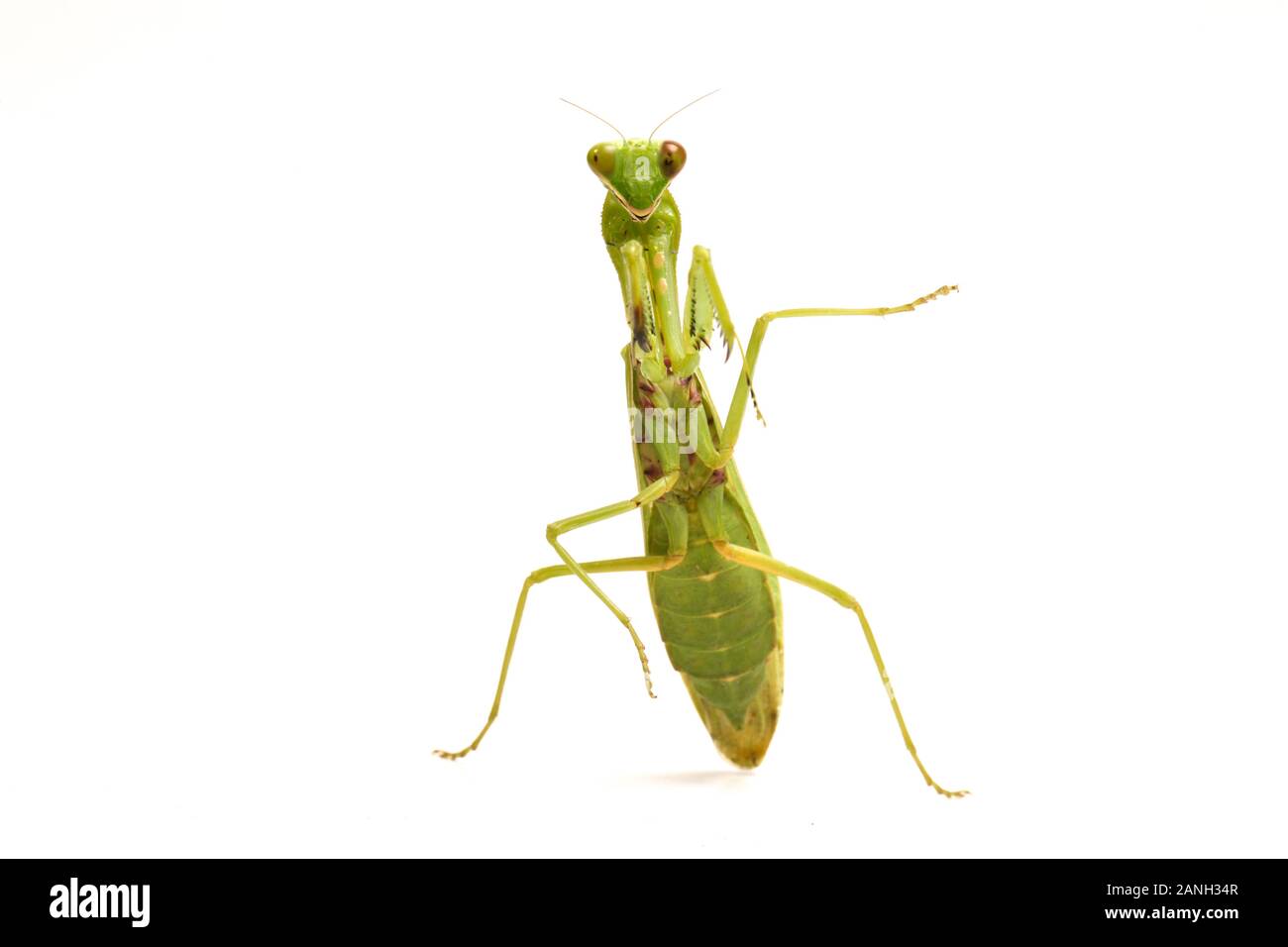 Giant Asian Green Praying Mantis (Hierodula membranacea) isolated on ...
