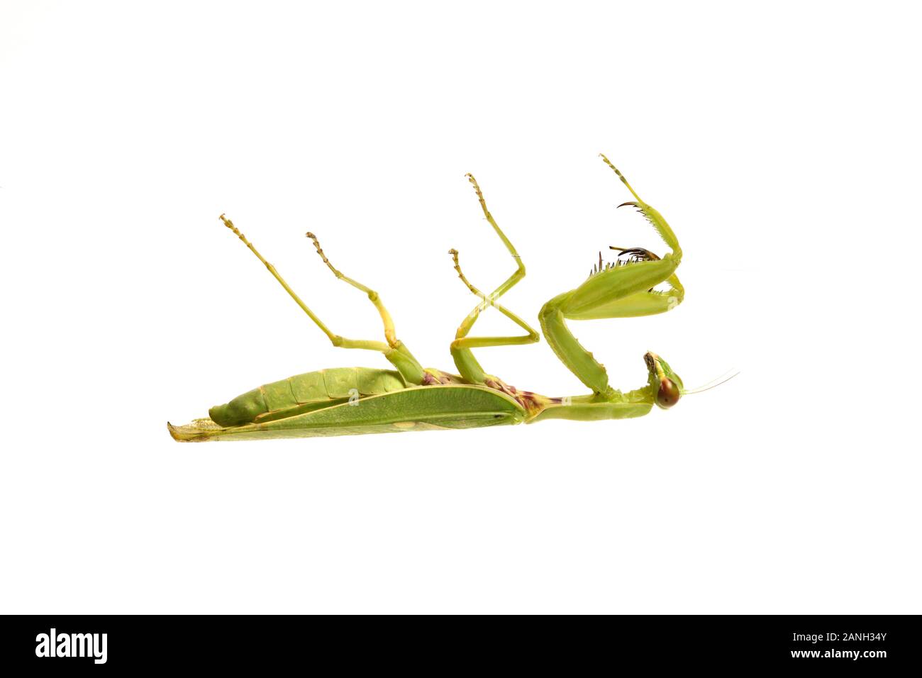 Giant Asian Green Praying Mantis (Hierodula membranacea) isolated on ...