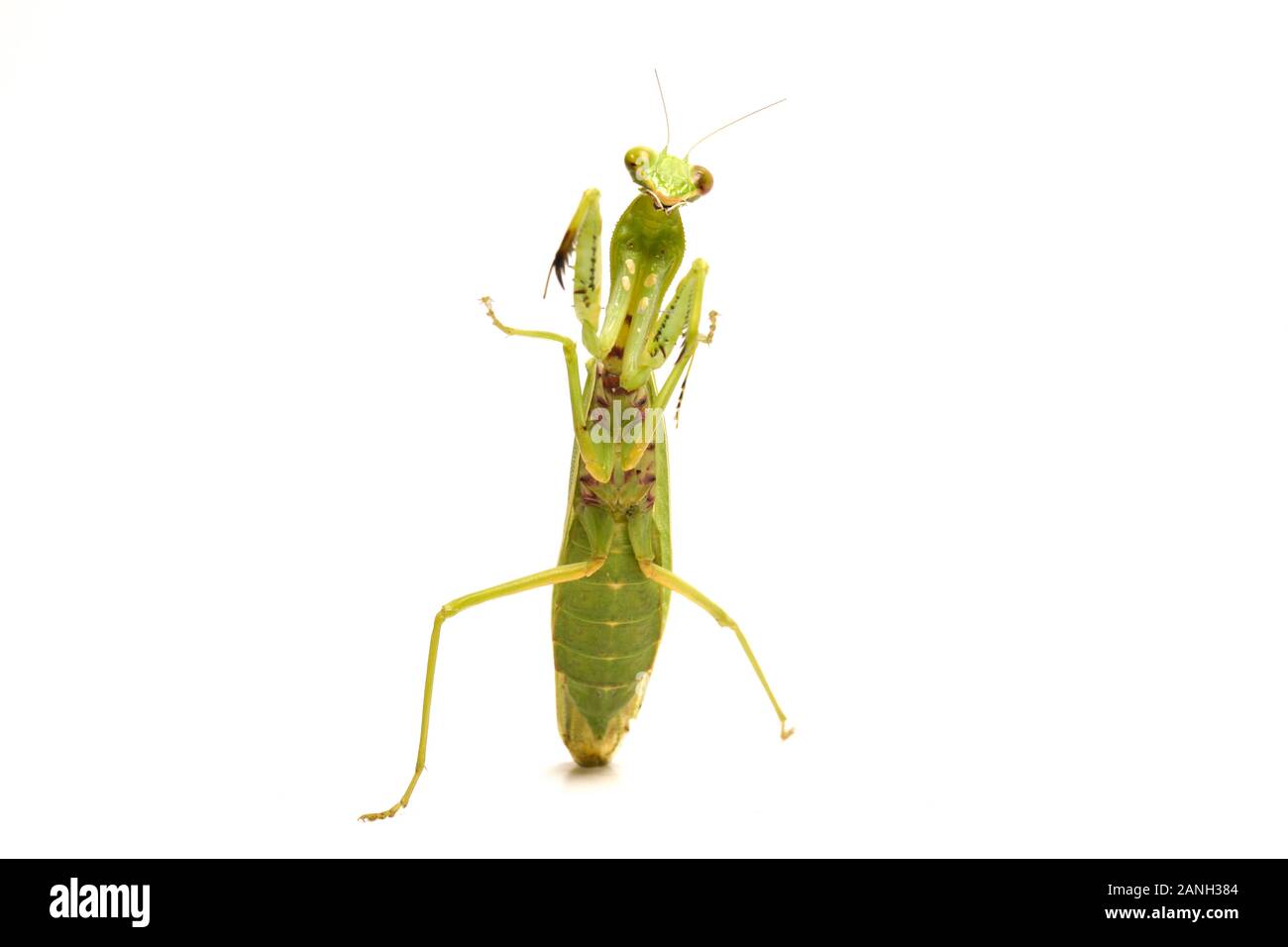 Giant Asian Green Praying Mantis (Hierodula membranacea) isolated on ...