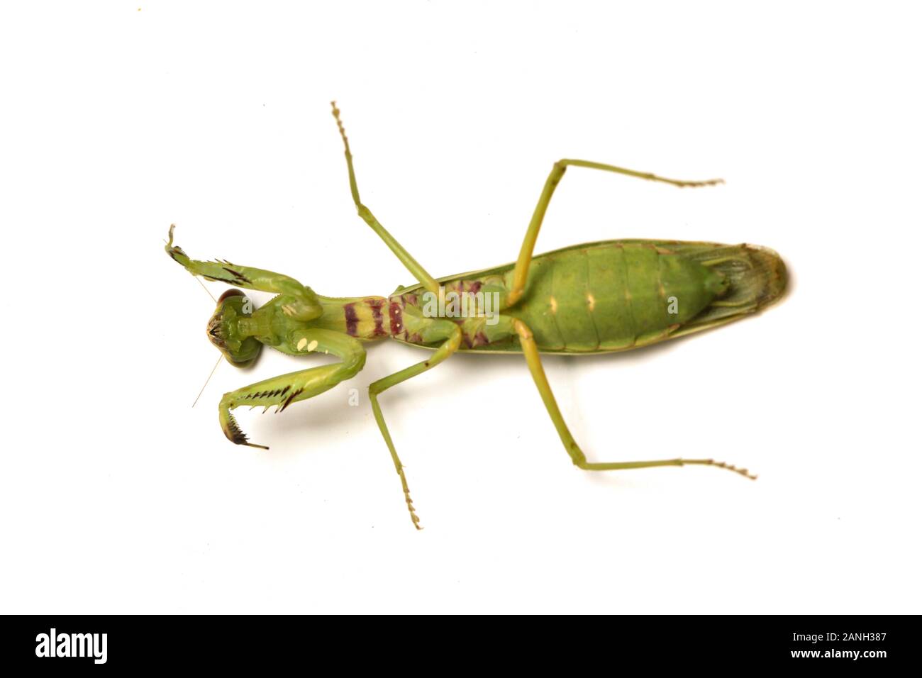 Giant Asian Green Praying Mantis (Hierodula membranacea) isolated on ...