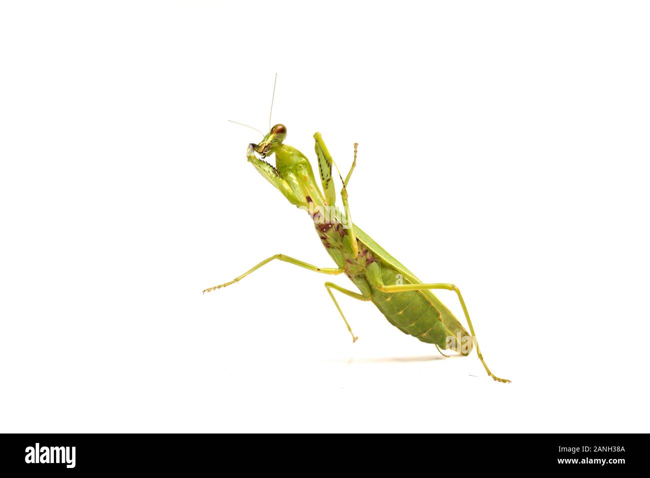 Giant Asian Green Praying Mantis (Hierodula membranacea) isolated on ...