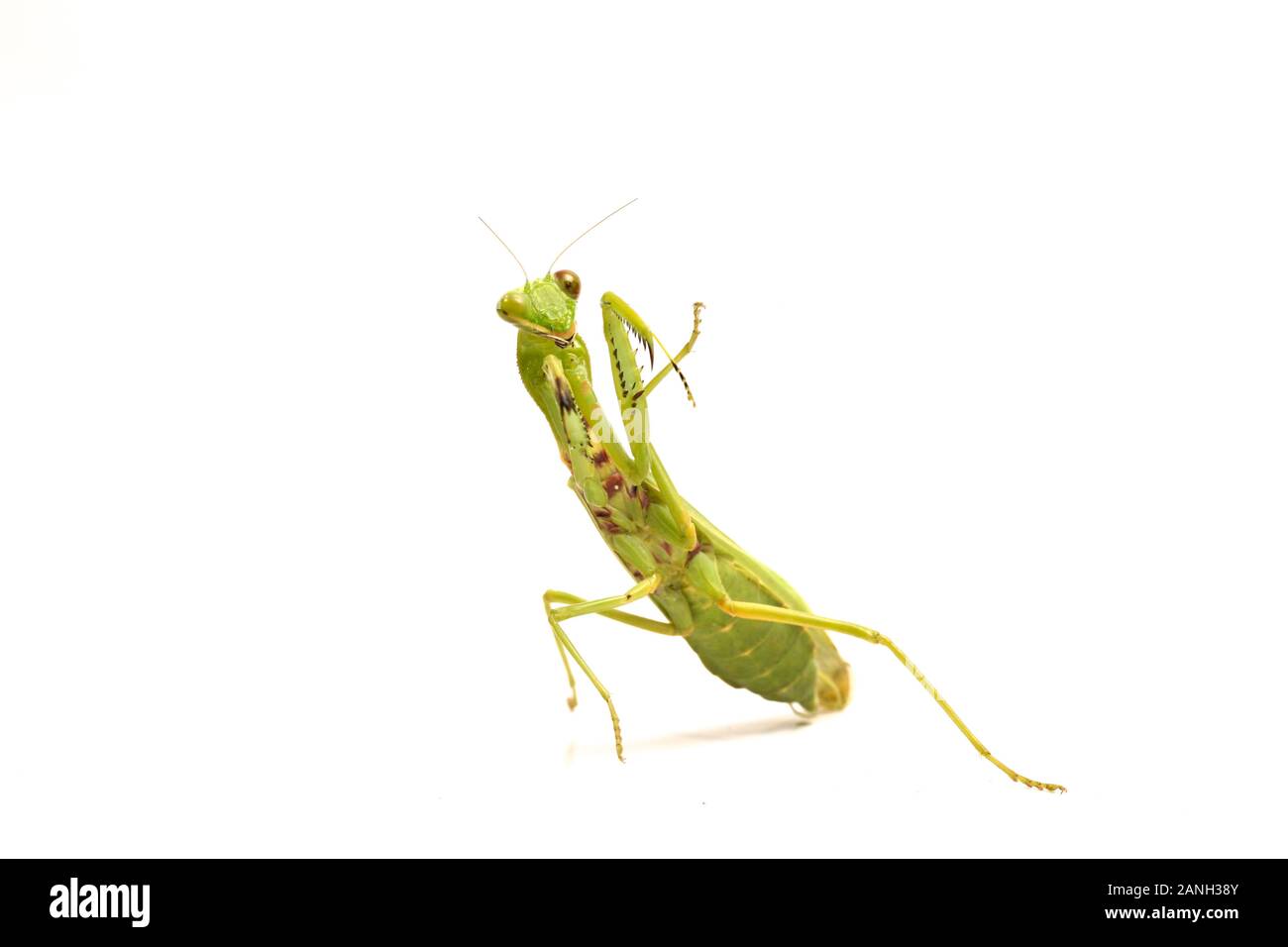 Giant Asian Green Praying Mantis (Hierodula membranacea) isolated on ...
