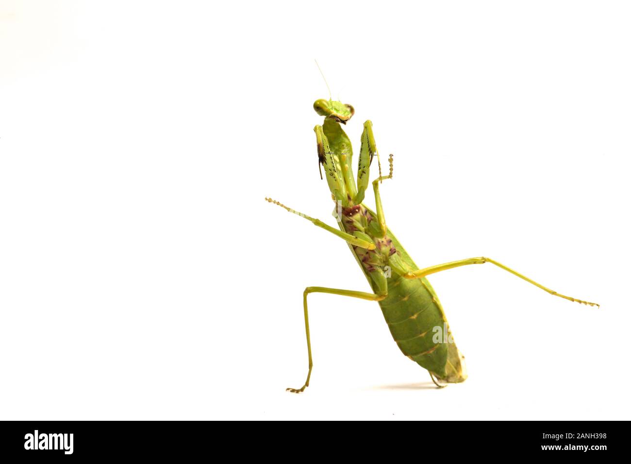 Giant Asian Green Praying Mantis (Hierodula membranacea) isolated on ...