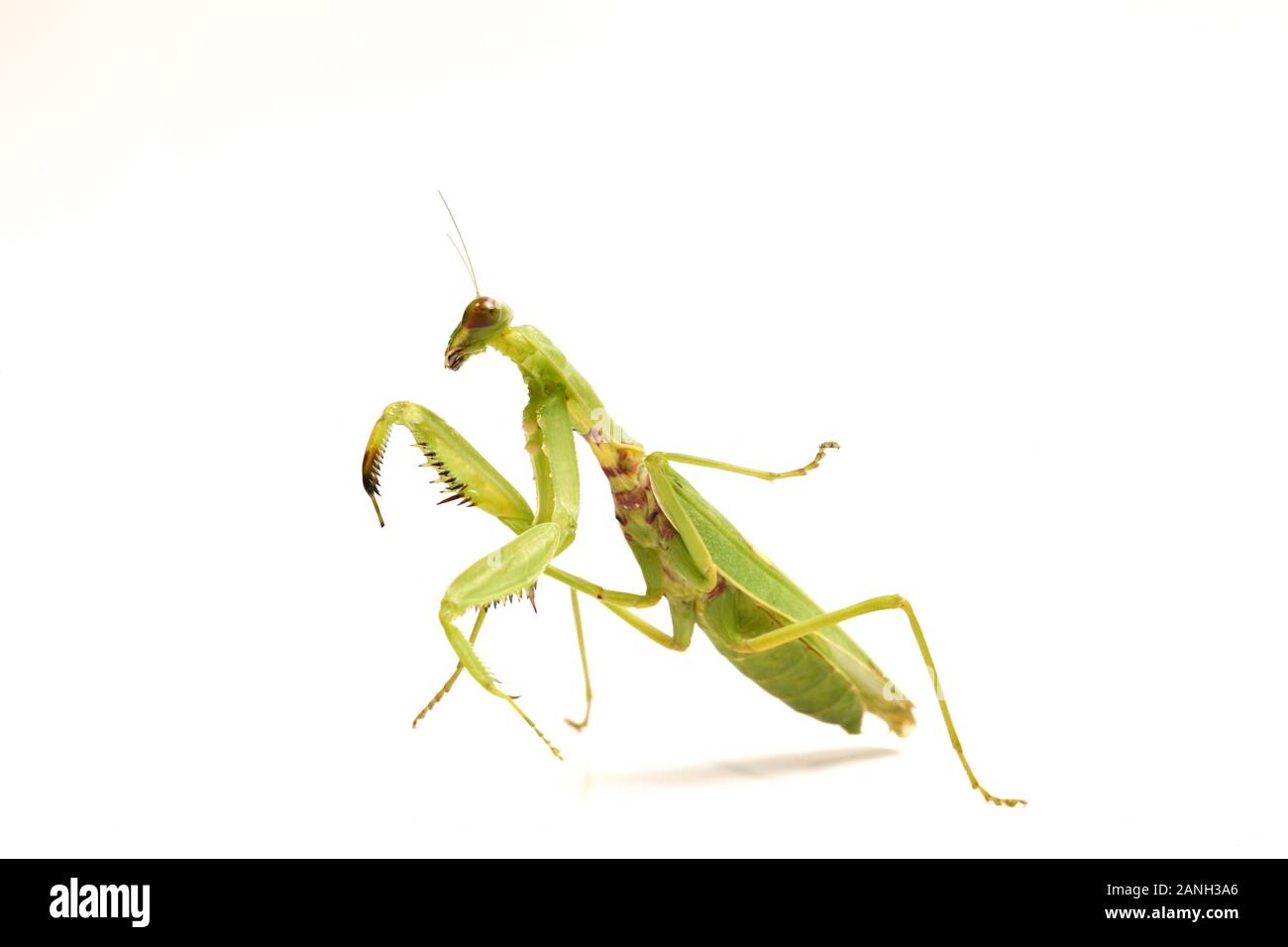 Giant Asian Green Praying Mantis (Hierodula membranacea) isolated on ...