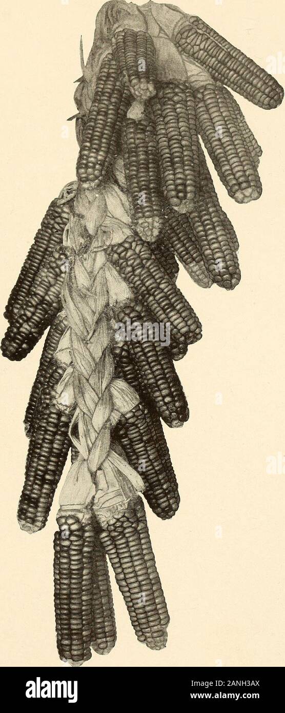 Seneca white corn hi-res stock photography and images - Alamy