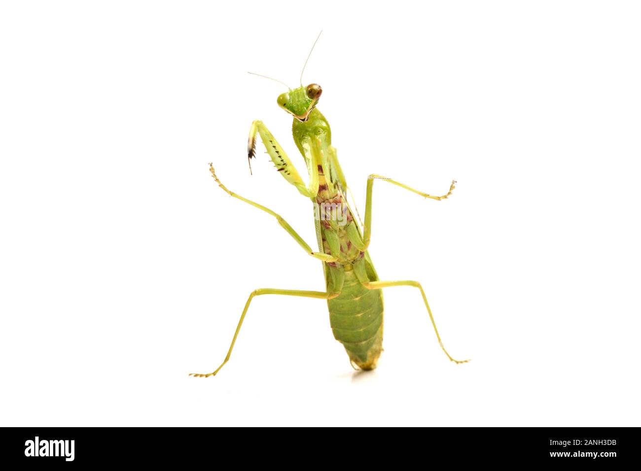 Giant Asian Green Praying Mantis (Hierodula membranacea) isolated on ...