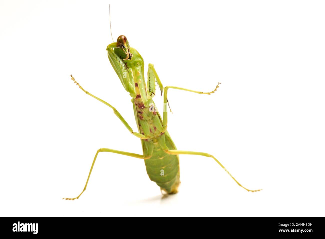 Giant Asian Green Praying Mantis (Hierodula membranacea) isolated on ...