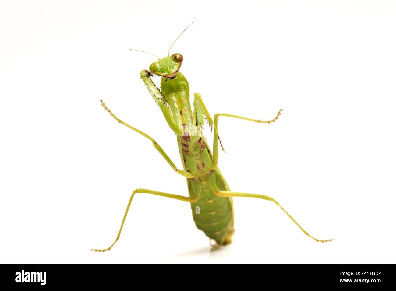 Giant Asian Green Praying Mantis (Hierodula membranacea) isolated on ...