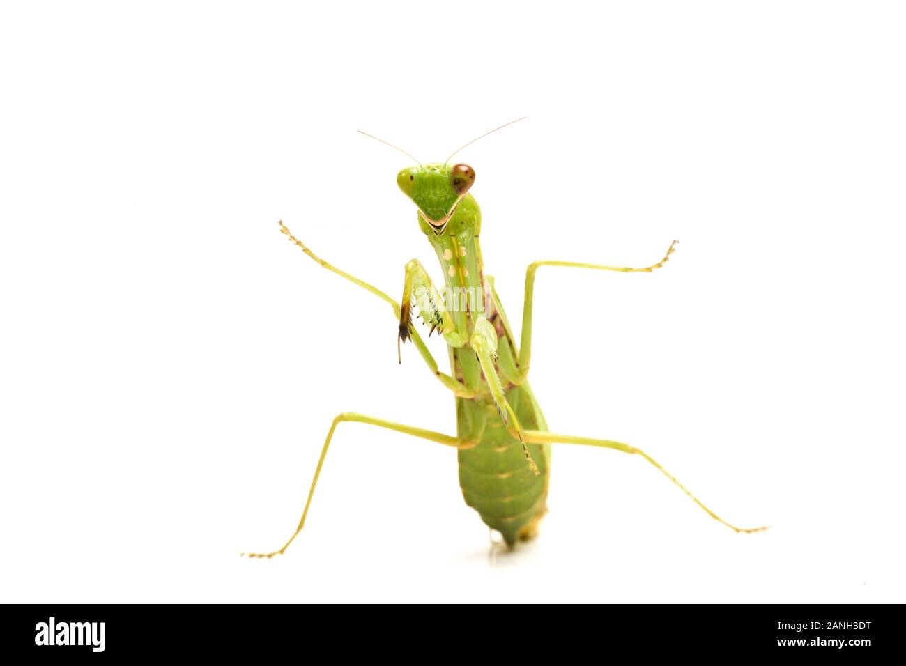 Giant Asian Green Praying Mantis (Hierodula membranacea) isolated on ...
