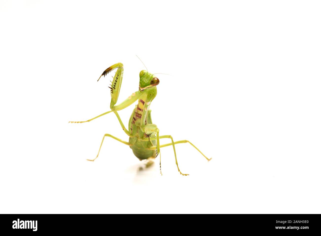 Giant Asian Green Praying Mantis (Hierodula membranacea) isolated on ...