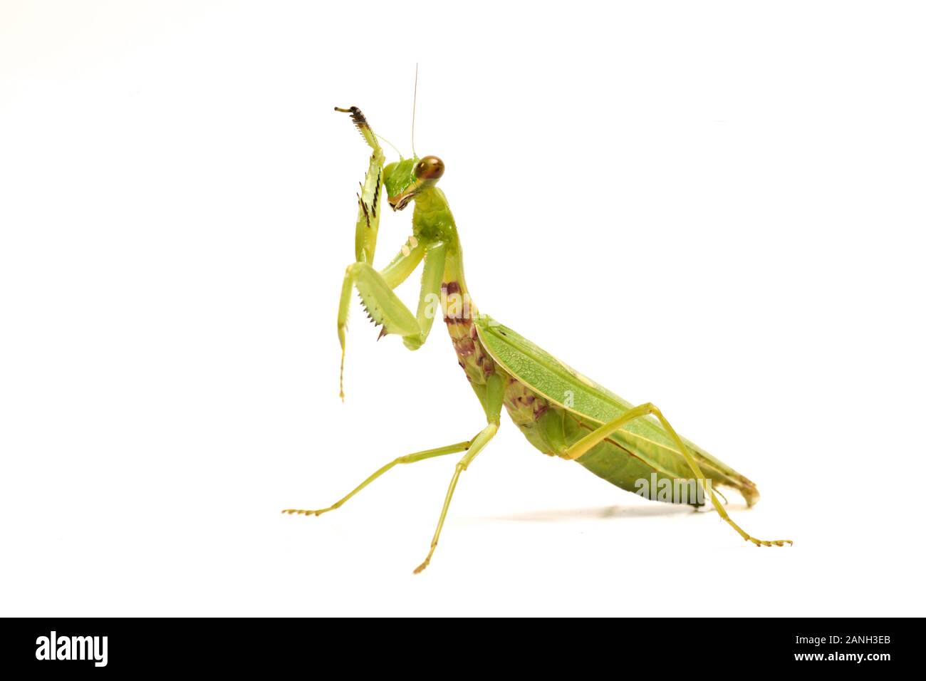 Giant Asian Green Praying Mantis (Hierodula membranacea) isolated on ...