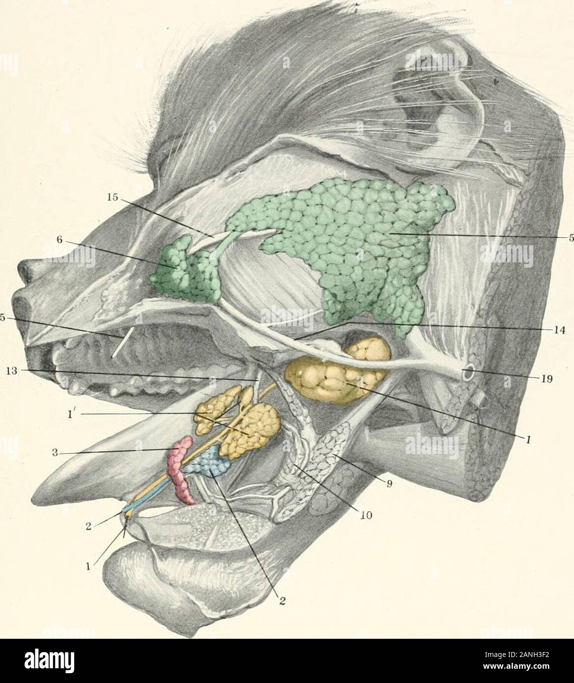 Contributions to the anatomy and development of the salivary glands in ...