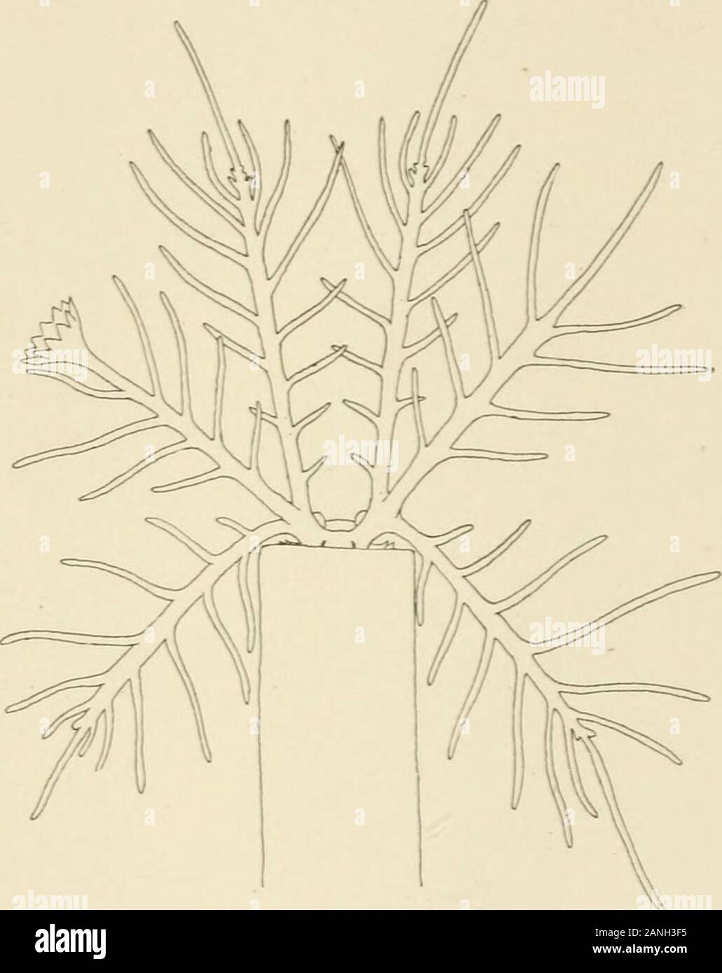 Hydroides dianthus hi-res stock photography and images - Alamy