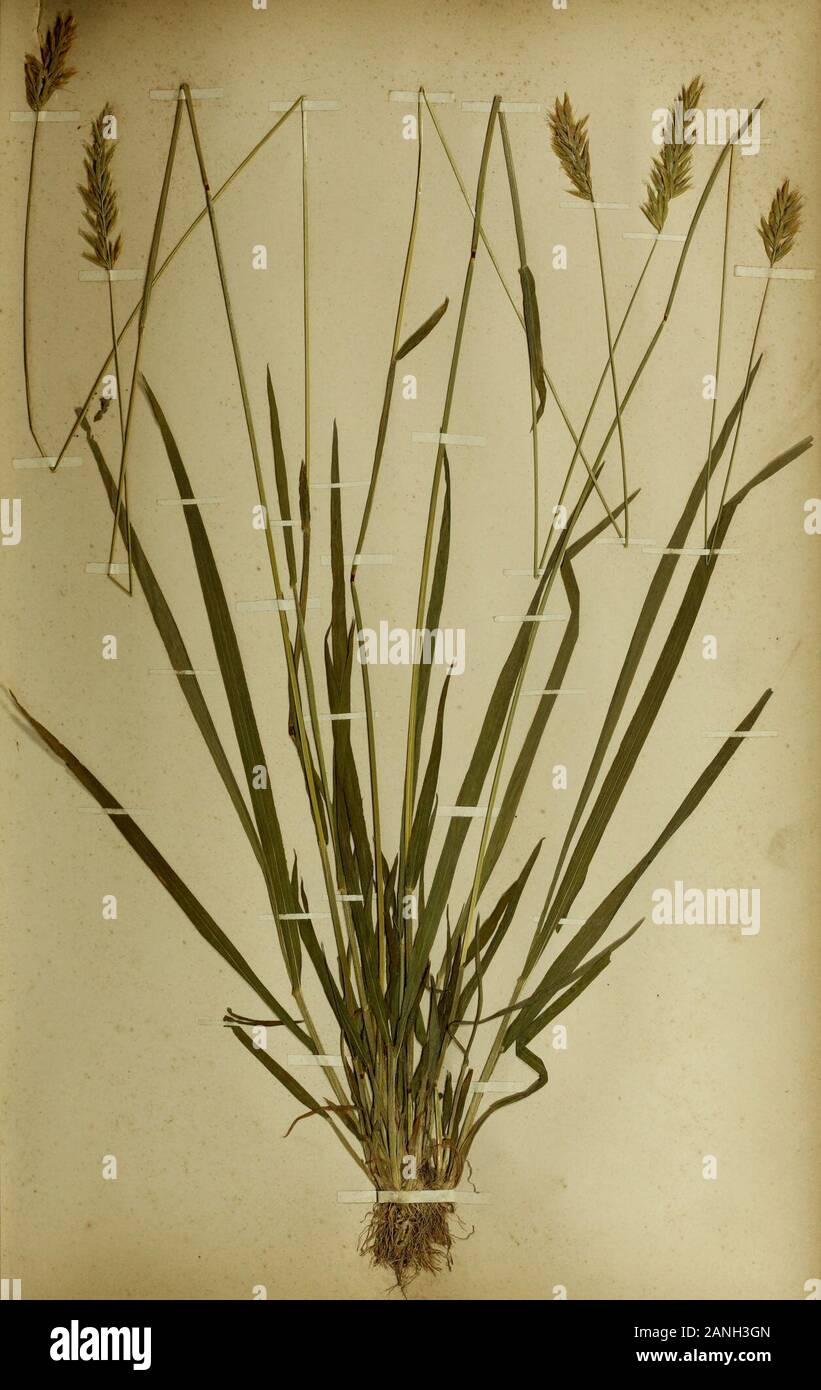 The British farmer's plant portfolio : specimens of the principal ...