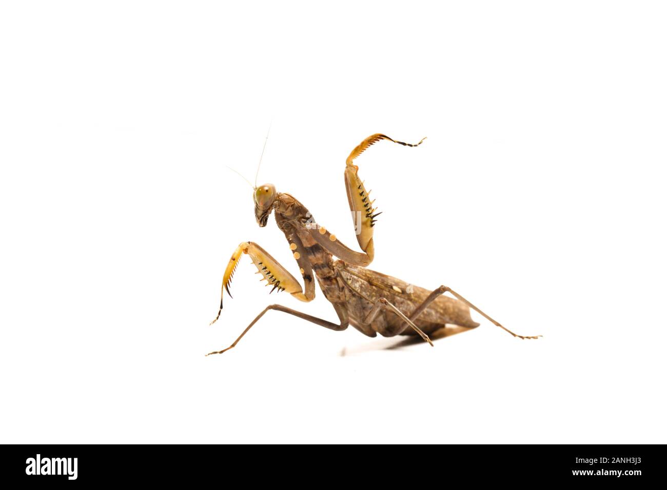 Giant Asian Green Praying Mantis (Hierodula membranacea) isolated on ...