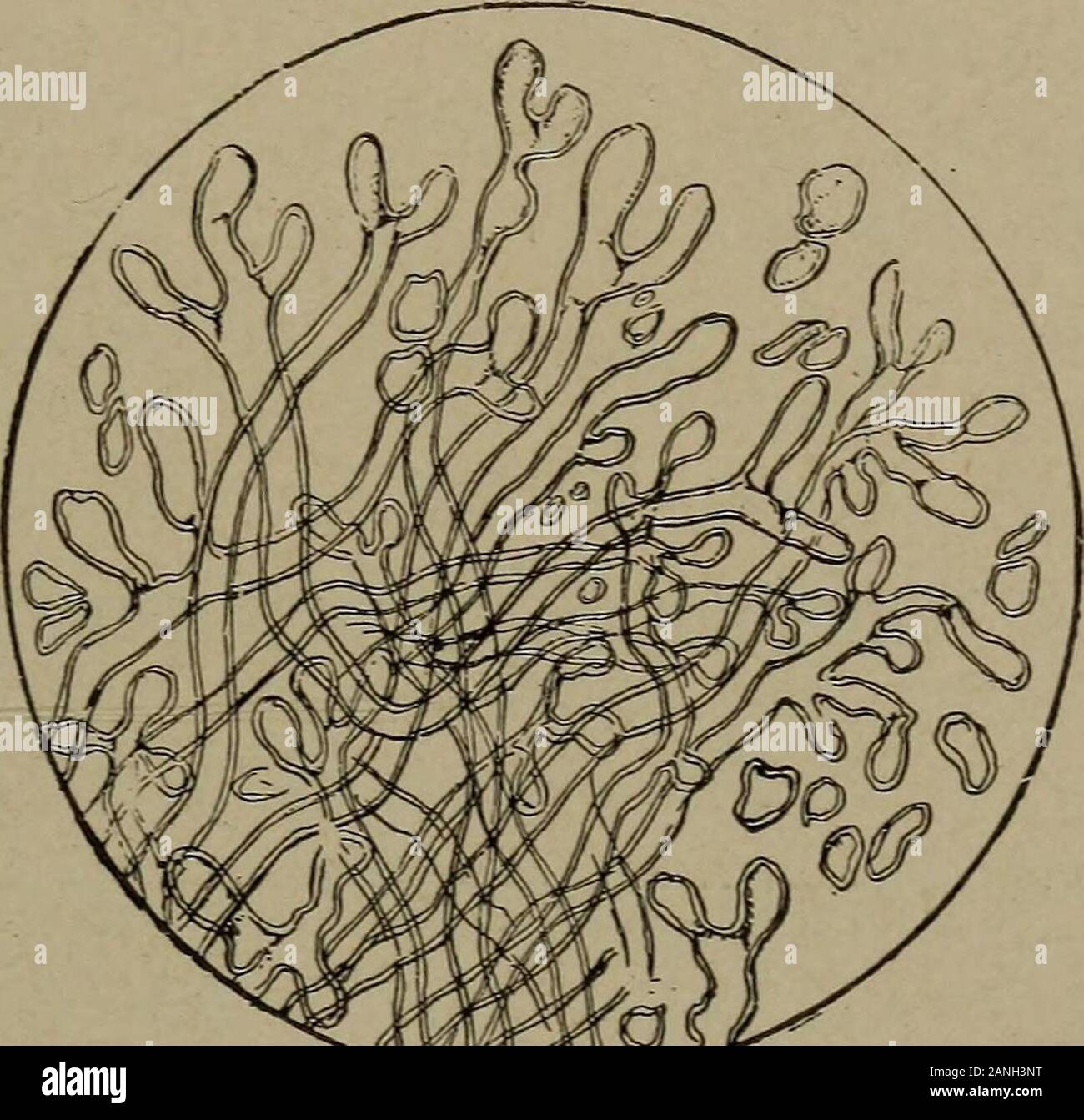 A manual of otology for students and practitioners . wth of certain ...