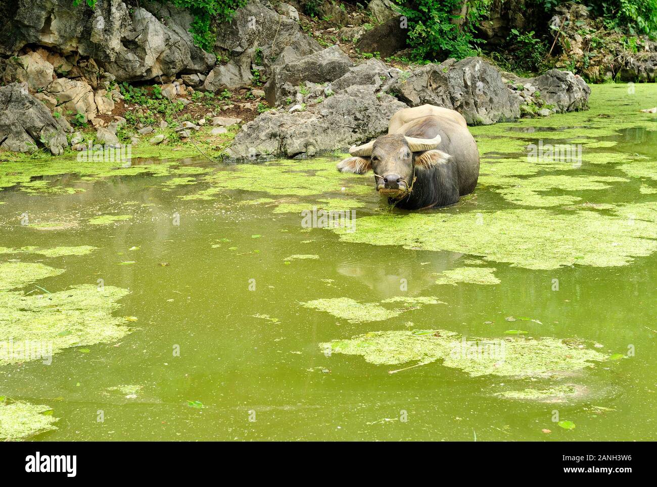Chinese water Buffalo taking bath in green water, looking at camera ...