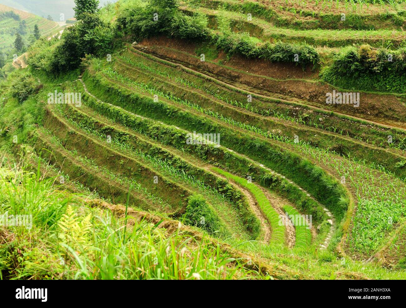Chinese rice terraces in spring, Longsheng China Stock Photo - Alamy