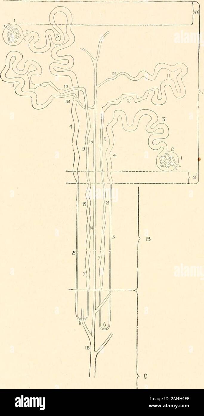 Cortical zone hi-res stock photography and images - Alamy