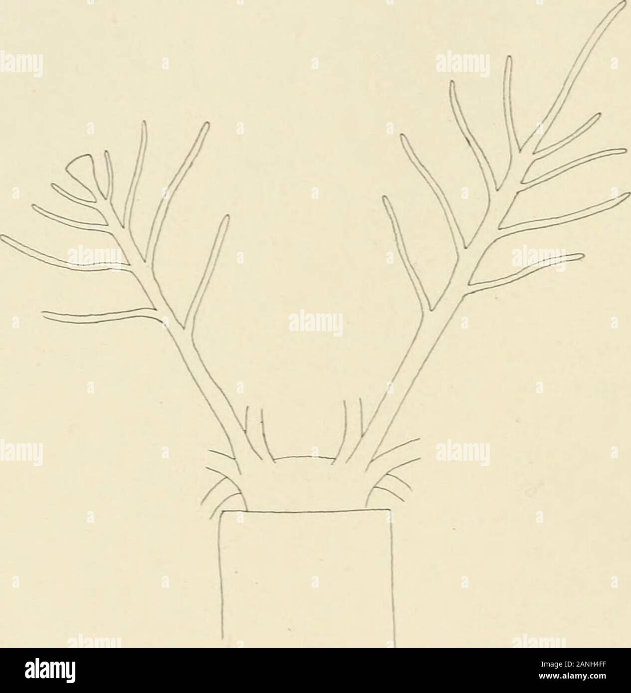 Hydroides dianthus hi-res stock photography and images - Alamy