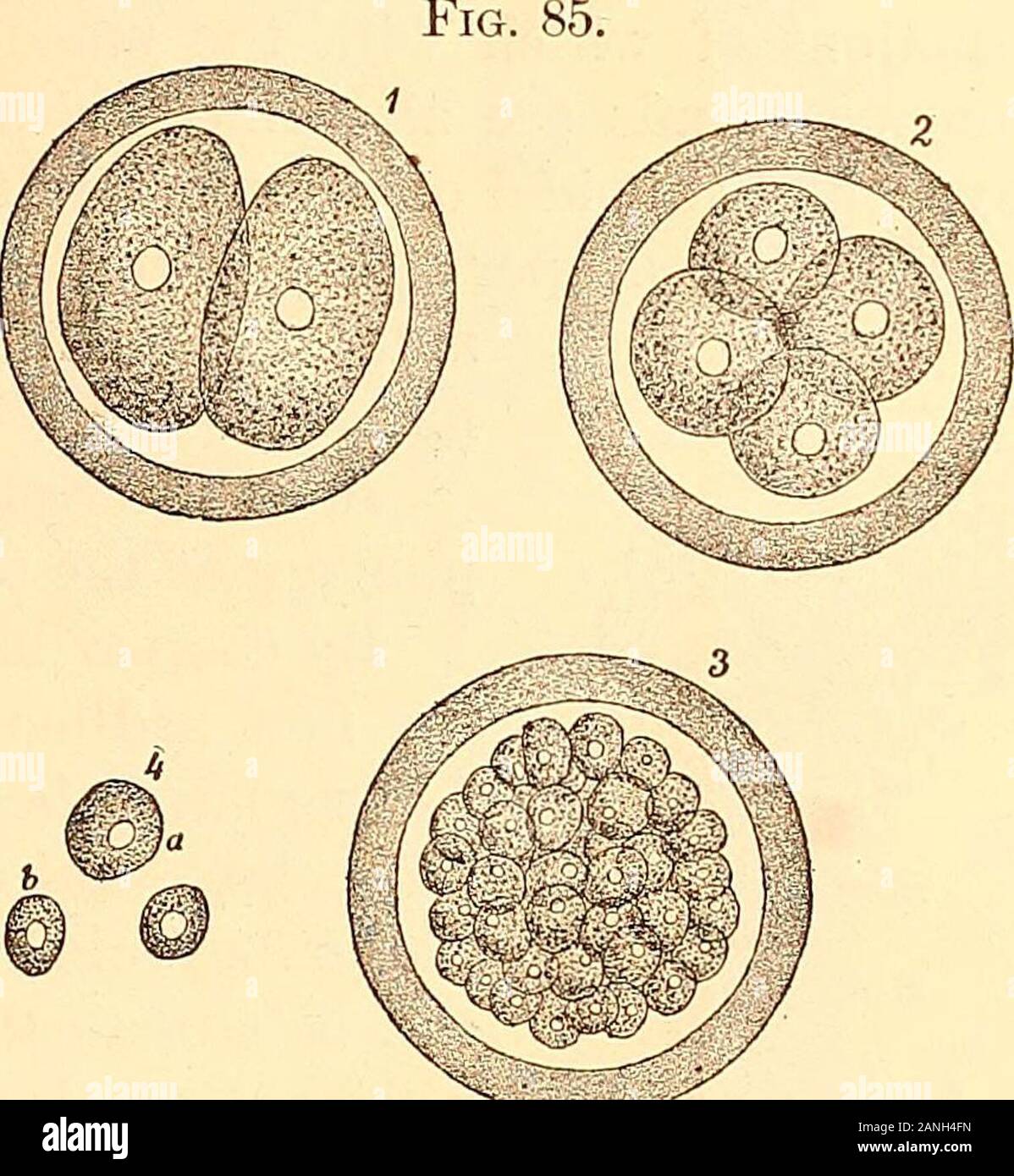 Principles and practice of operative dentistry . Fig. 92.—Longitudinal ...