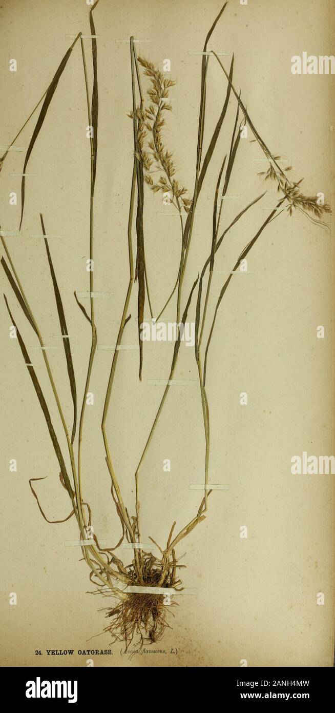 The British farmer's plant portfolio : specimens of the principal ...