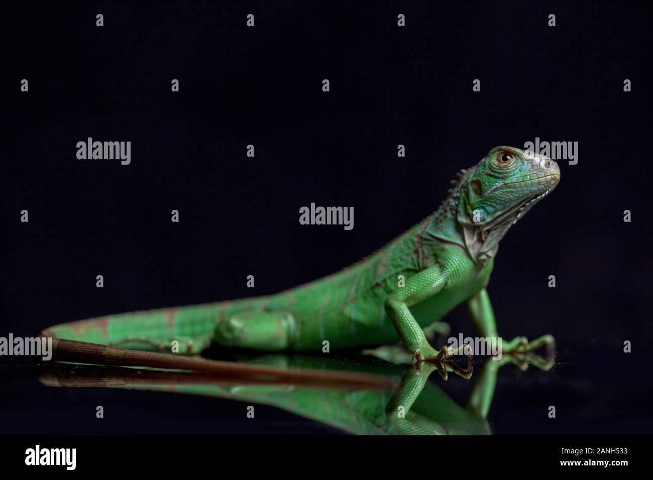Juvenile Green iguana (Iguana iguana) isolated on black background ... Juvenile Green iguana (Iguana iguana) isolated on black background ...