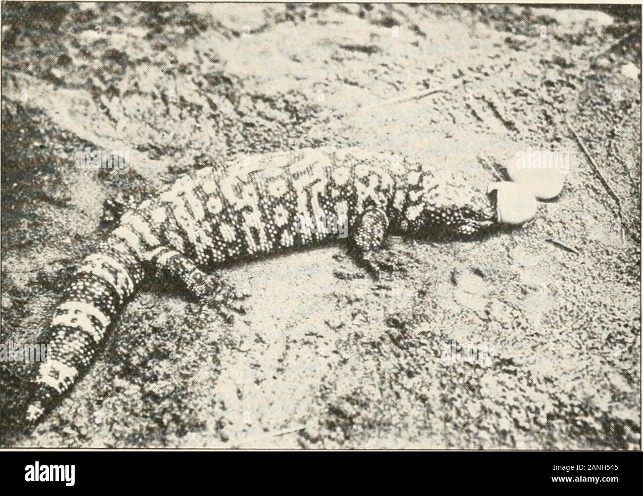 Distinct scales hi-res stock photography and images - Alamy