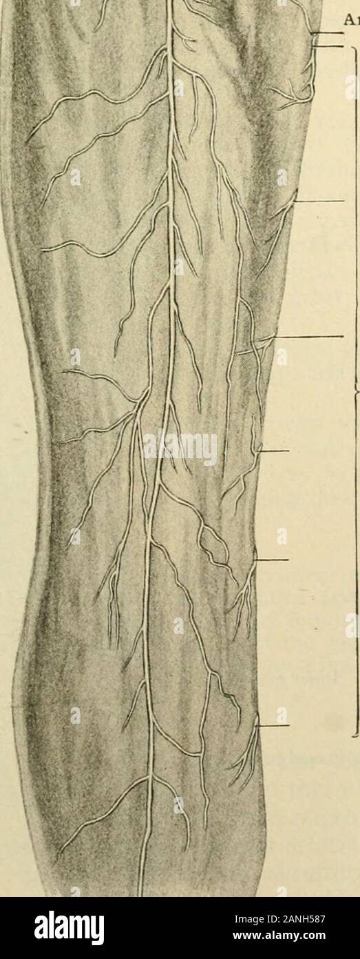Lateral femoral cutaneous nerve hi-res stock photography and images - Alamy