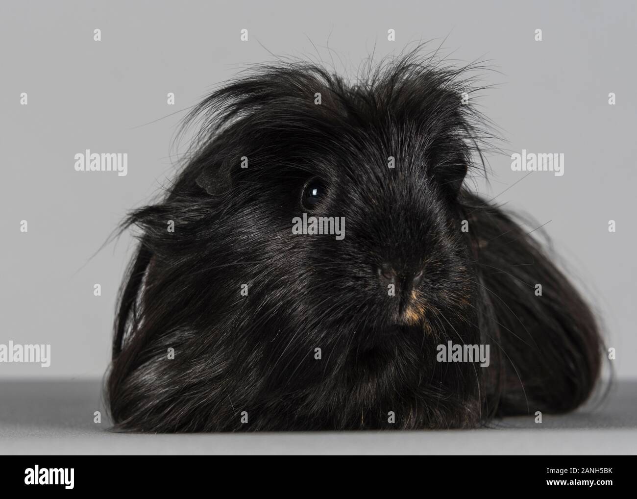 Guinea Pig, UK Stock Photo - Alamy