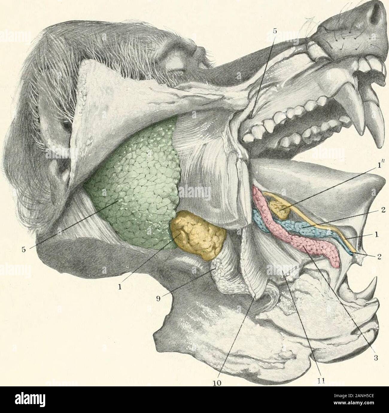 Contributions to the anatomy and development of the salivary glands in ...