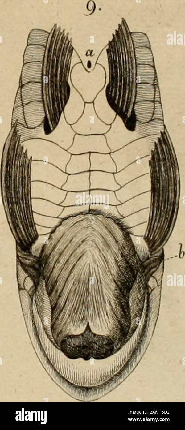 Piscium hi-res stock photography and images - Alamy