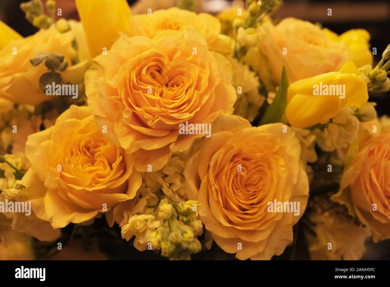 Yellow roses import from Europe Stock Photo - Alamy