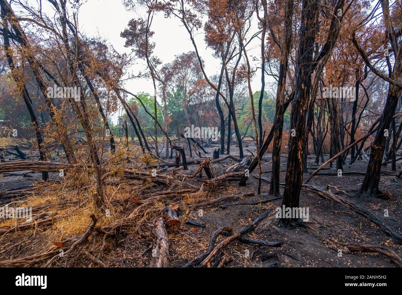 Tragic aftermath forest fire hi-res stock photography and images - Alamy