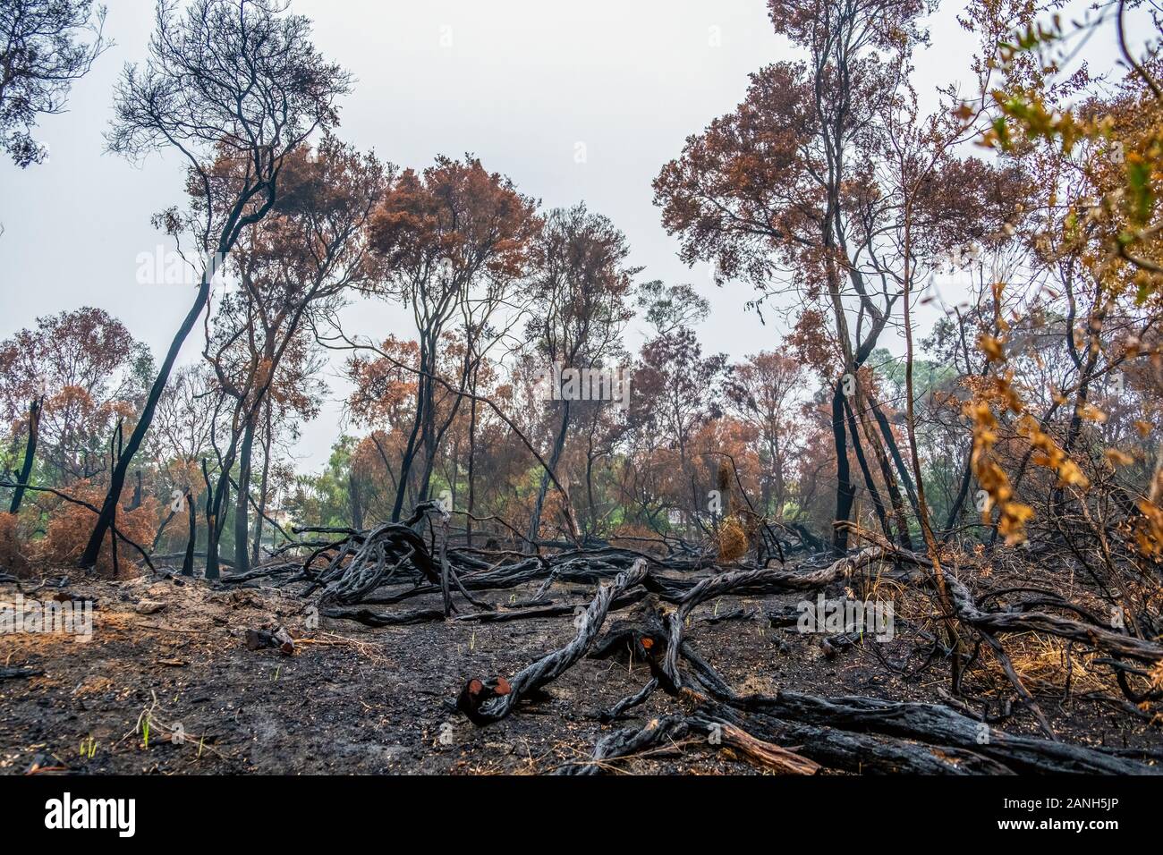 Burned trees after a bush fire in Australia Stock Photo - Alamy