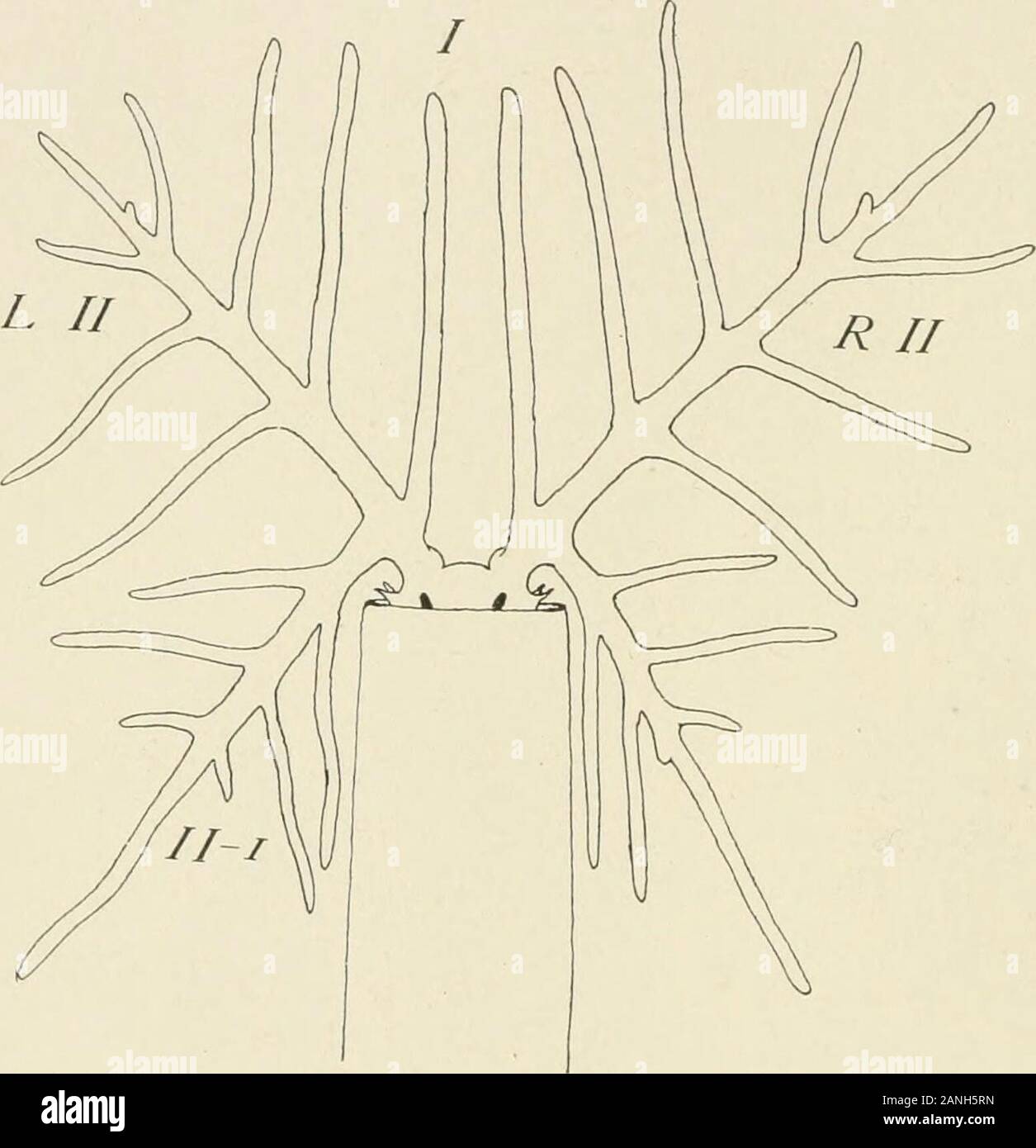 Hydroides dianthus hi-res stock photography and images - Alamy