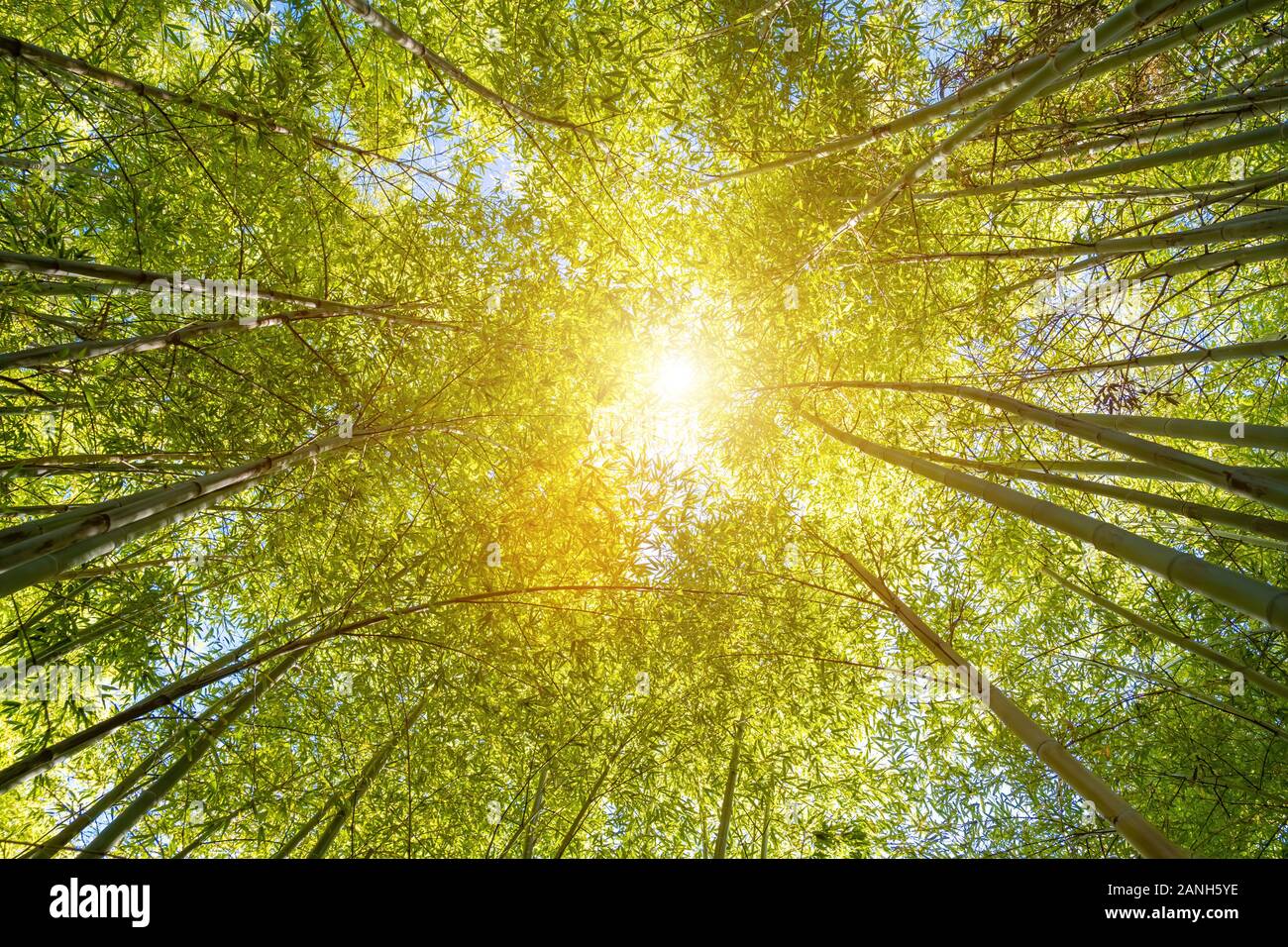 Bamboo tree tops hi-res stock photography and images - Alamy