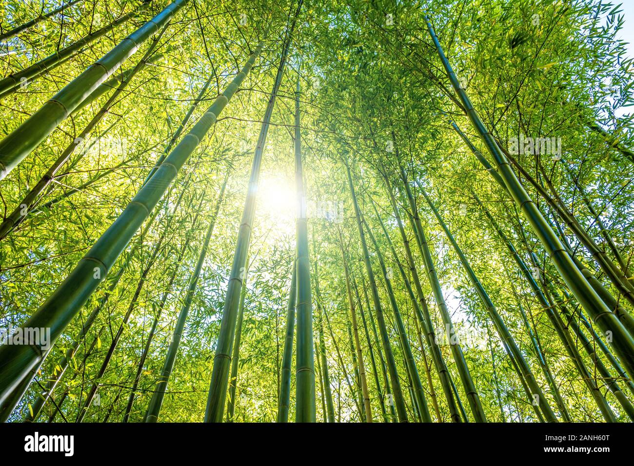 Melbourne tree canopy hi-res stock photography and images - Alamy